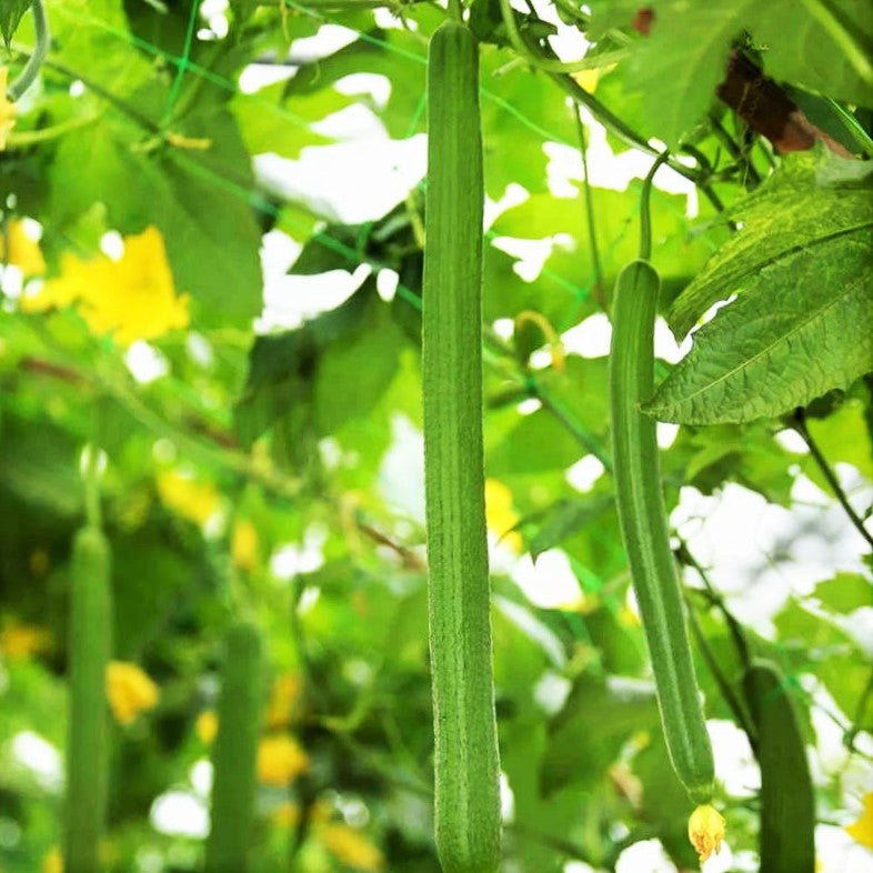 Emerald Luffa Gourd Seeds | Smooth Long Hybrid Sponge Egyptian Cucumber ...
