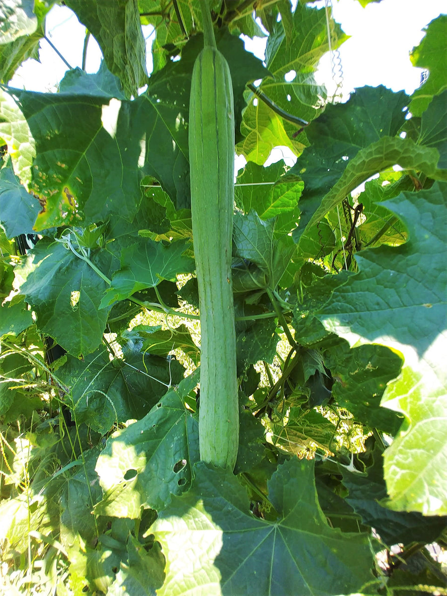 Extra Long Smooth Luffa Gourd Seeds - For 2025 Planting Smooth ...