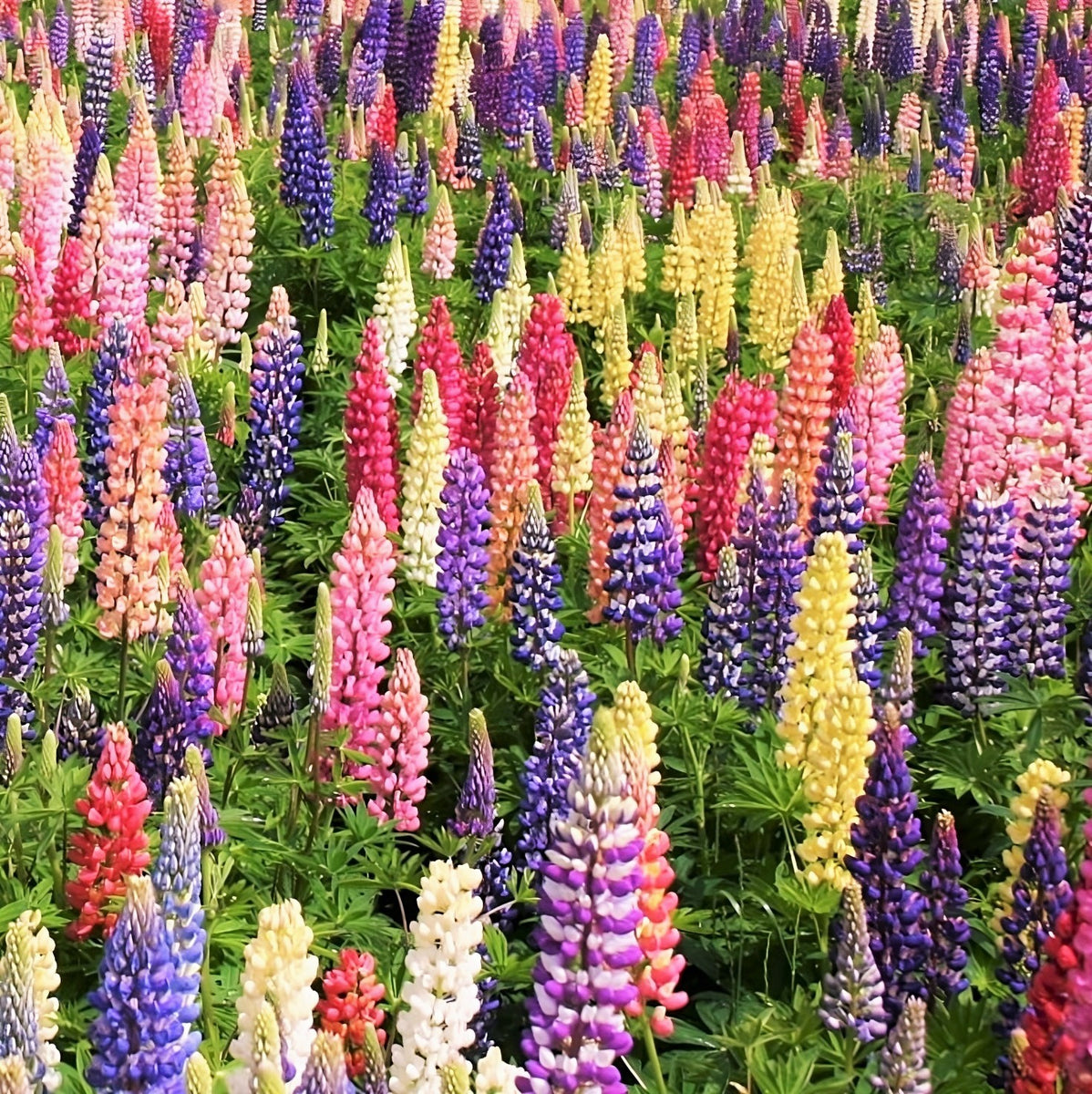 Russell Mix Lupine Seeds | Lupinus Rainbow Lupin Large Leaf Bluebonnet ...