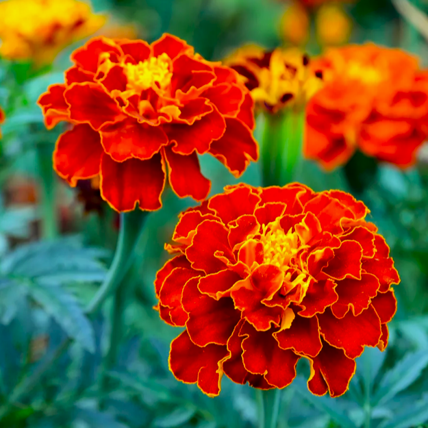 Red Cherry French Marigold Seeds | Dwarf Tagetes Patulas Ruby Sunset ...