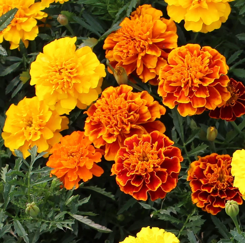 Petite Mix French Marigold Seeds | Dwarf Tagetes Patulas Mixed Colors ...