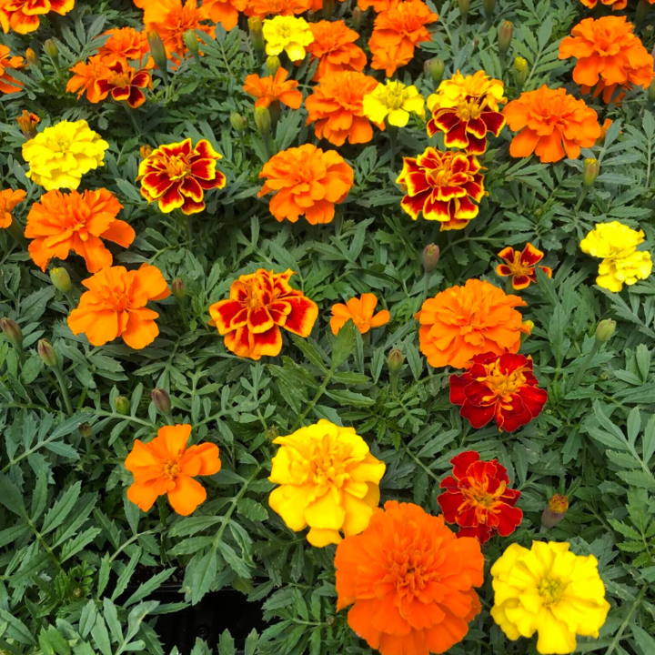 Petite Mix French Marigold Seeds | Dwarf Tagetes Patulas Mixed Colors ...