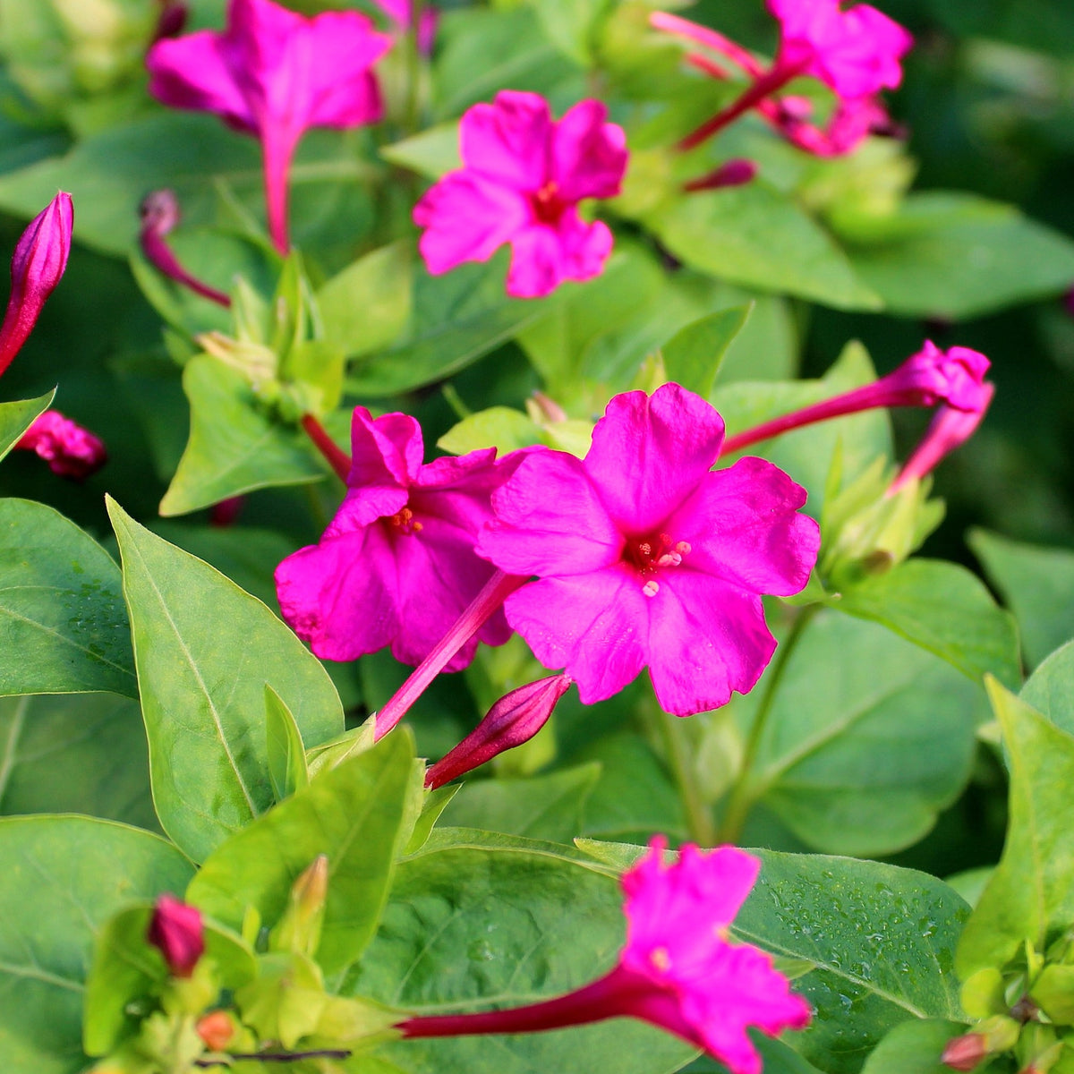 Pink Four O' Clock Seeds | Mirabilis Jalapa Solid Marvel of Peru Jalap ...