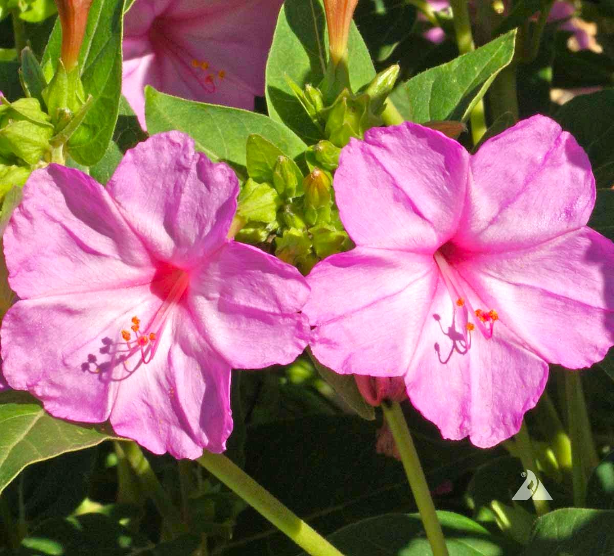 Baby Pink Four O' Clock Seeds | Mirabilis Jalapa Solid Marvel of Peru ...