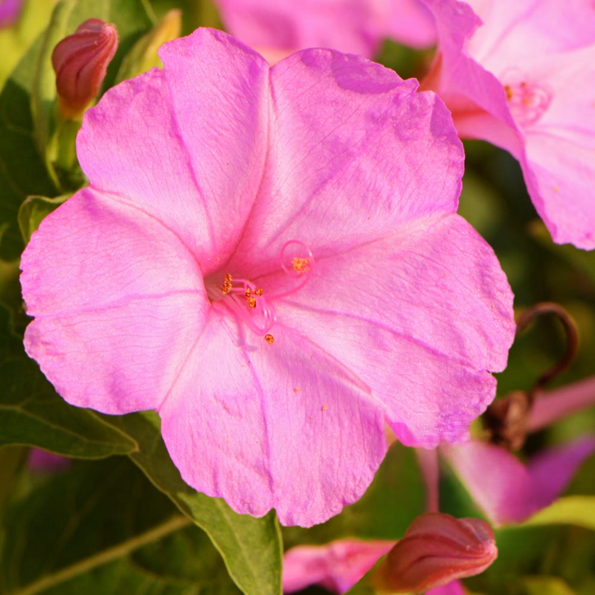 Baby Pink Four O' Clock Seeds | Mirabilis Jalapa Solid Marvel of Peru ...