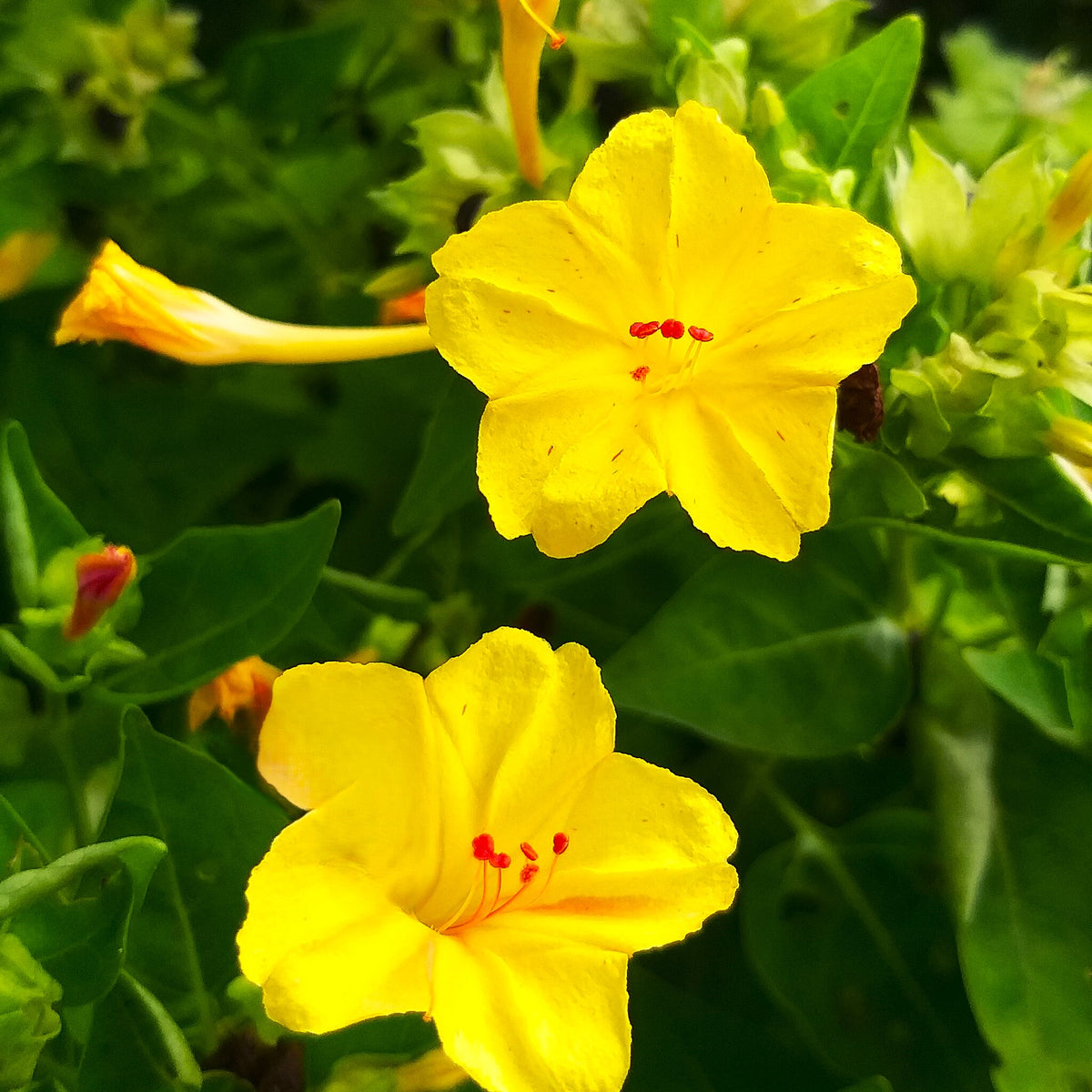 Yellow Four O' Clock Seeds | Mirabilis Jalapa Solid Marvel of Peru ...