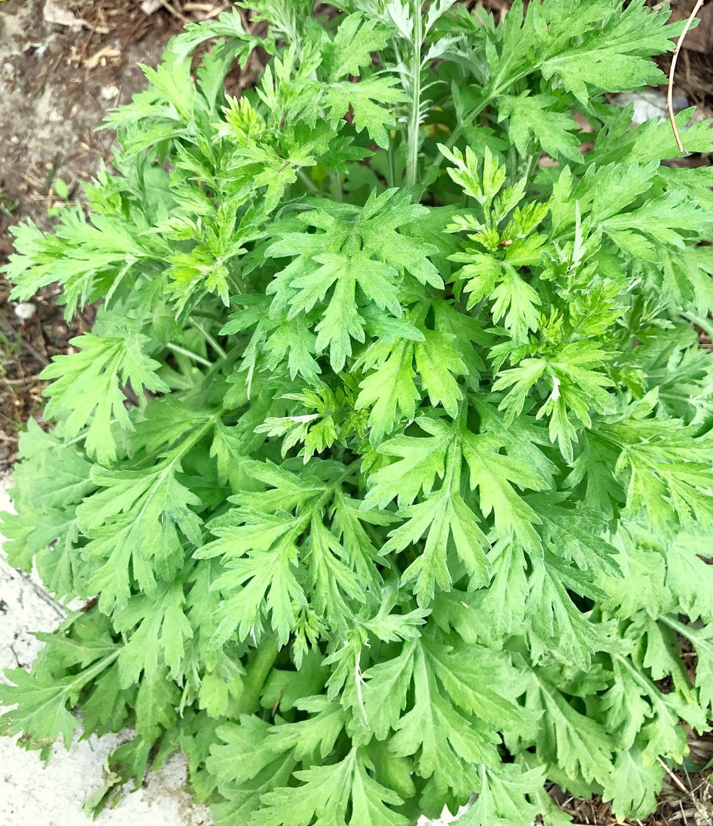 Common Mugwort Seeds - For 2025 Planting Artemisia Vulgaris Wormwood ...