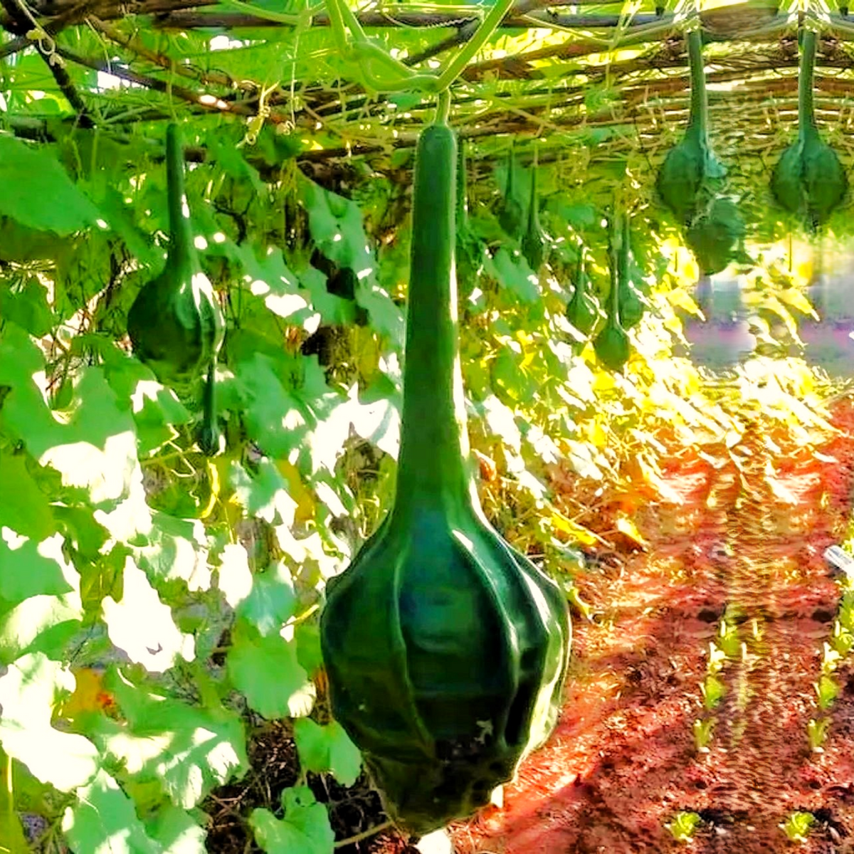 Caveman's Club Gourd (Maranka) Seeds - For 2025 Planting Maranka Large ...