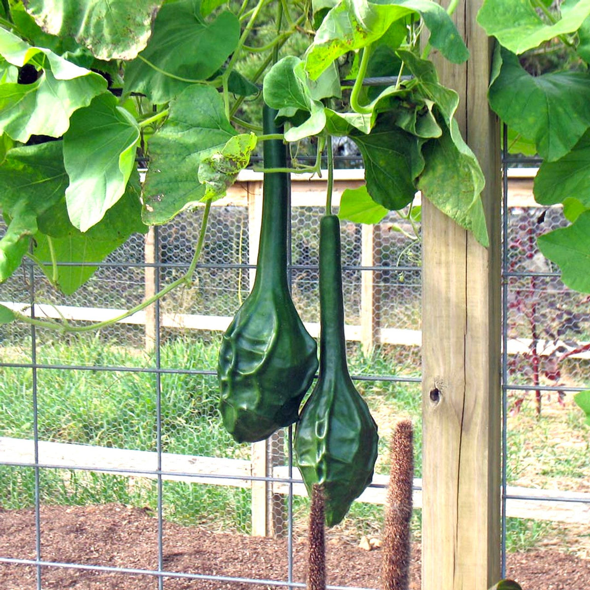 Caveman's Club Gourd (Maranka) Seeds - For 2025 Planting Maranka Large ...