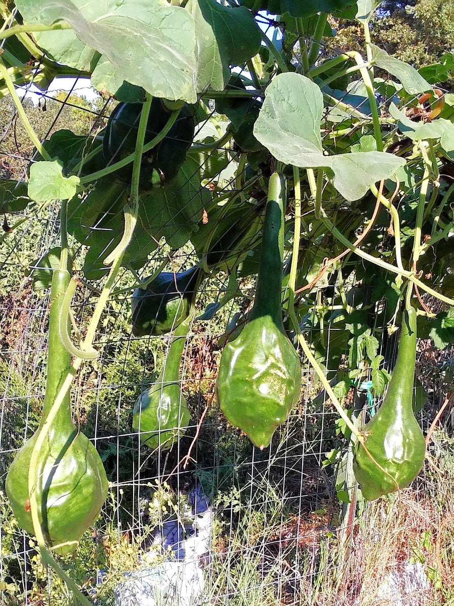 Caveman's Club Gourd Seeds | Maranka Large Ornamental Gourds Green ...