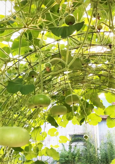 Corsican Gourd Seeds | Hard-Shelled Ornamental Gourds Lagenaria Siceria ...