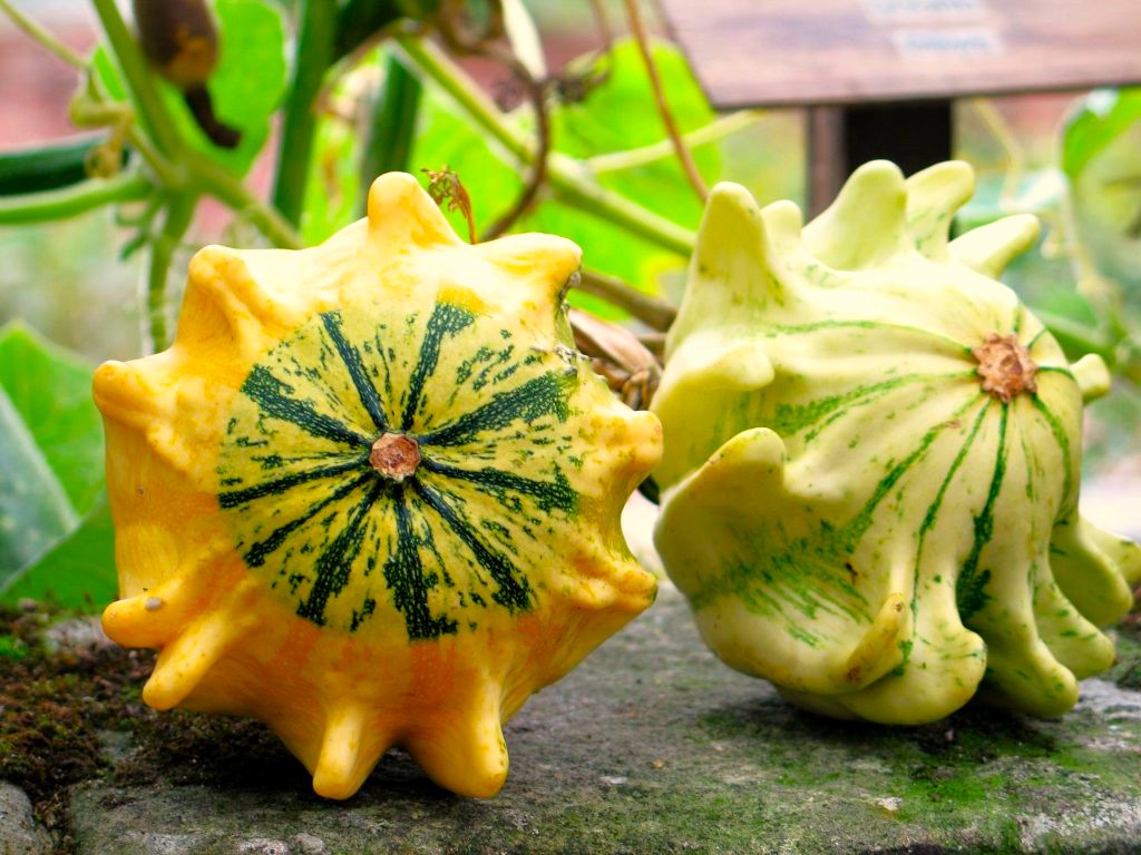 Crown of Thorns Ornamental Gourd Seeds - For 2025 Planting Shenot Ten ...