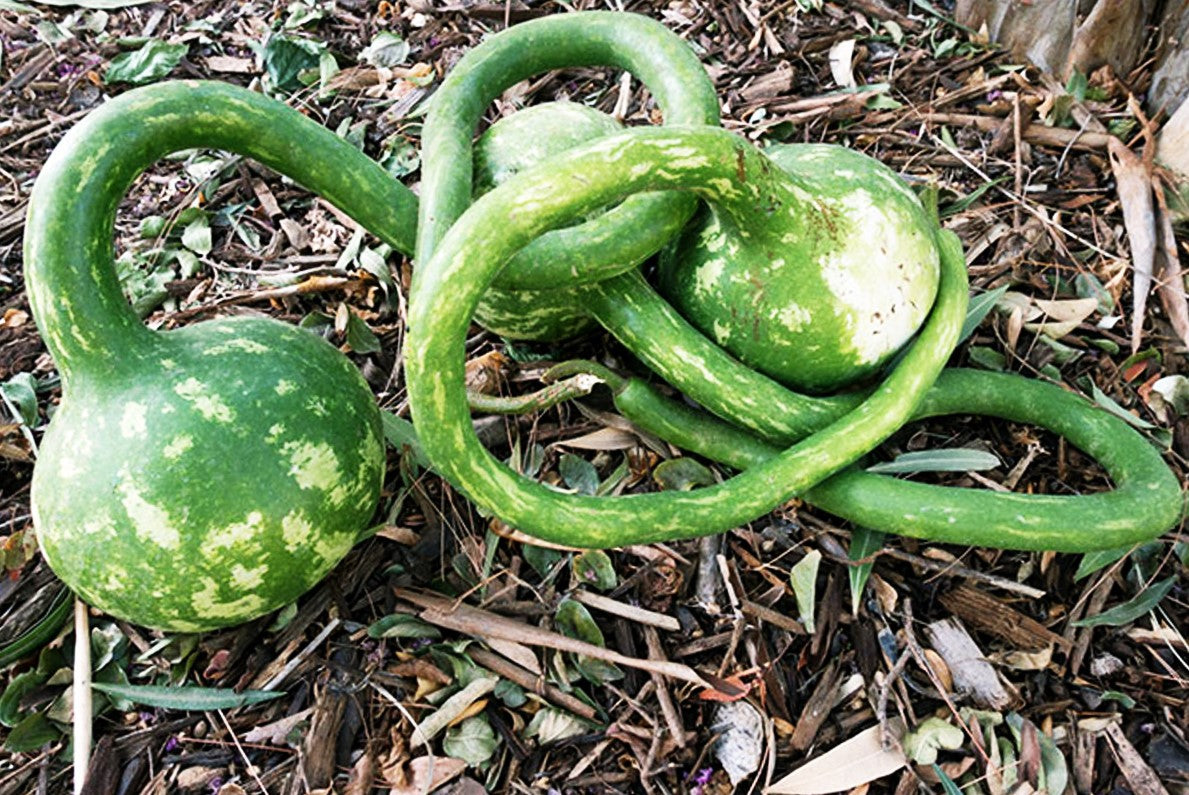 Long-Handled Dipper Gourd Seeds - For 2025 Planting Lagenaria Bottle ...