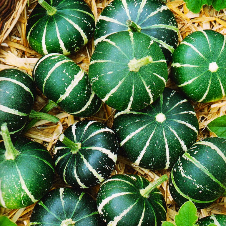 Flat Striped Ornamental Gourd Seeds - For 2025 Planting Miniature ...