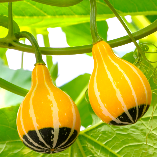 Bicolor Pear Ornamental Gourd Seeds | Yellow Green White Stripe Small ...