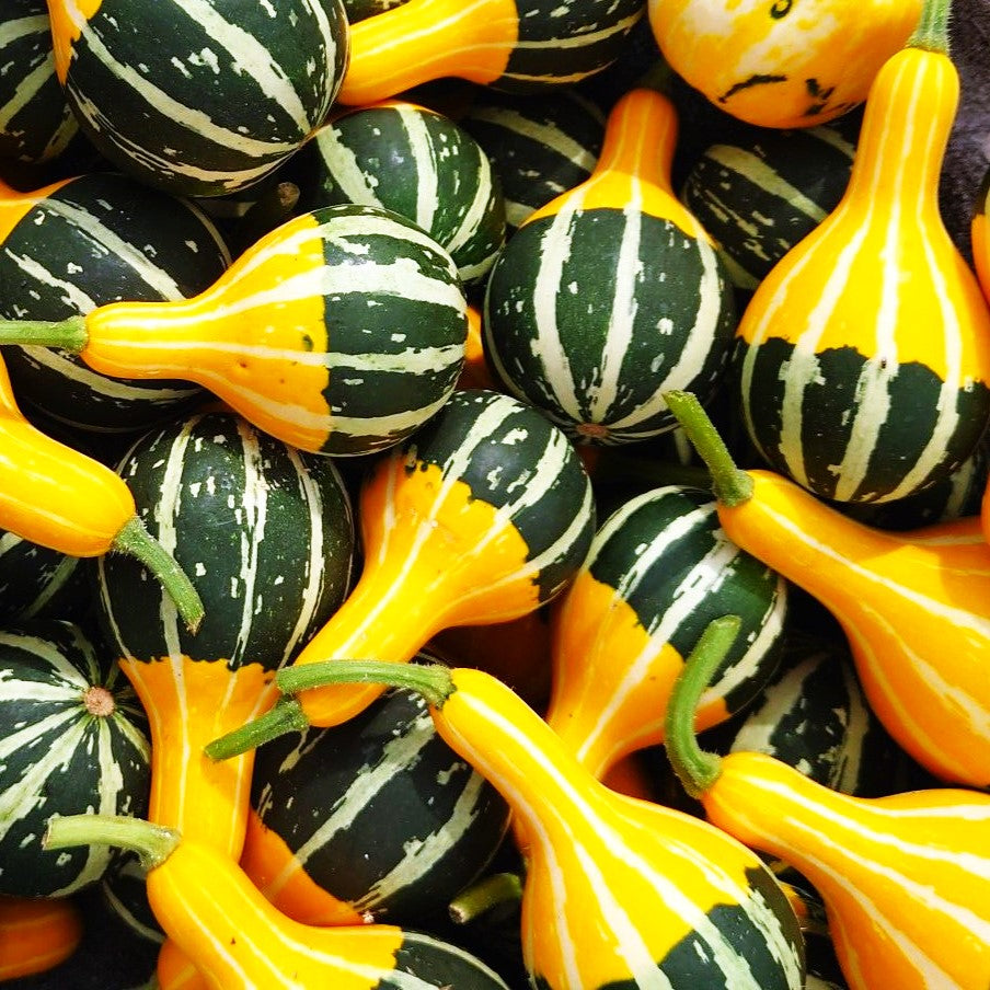 Bicolor Pear Ornamental Gourd Seeds | Yellow Green White Stripe Small ...