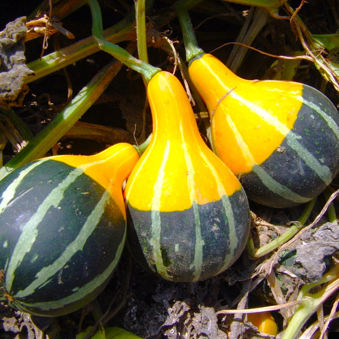 Bicolor Pear Ornamental Gourd Seeds | Yellow Green White Stripe Small ...