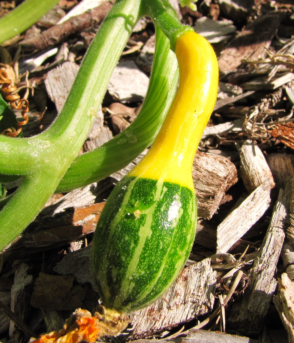 Small Spoon Ornamental Gourd Seeds - For 2025 Planting Bicolor Yellow ...
