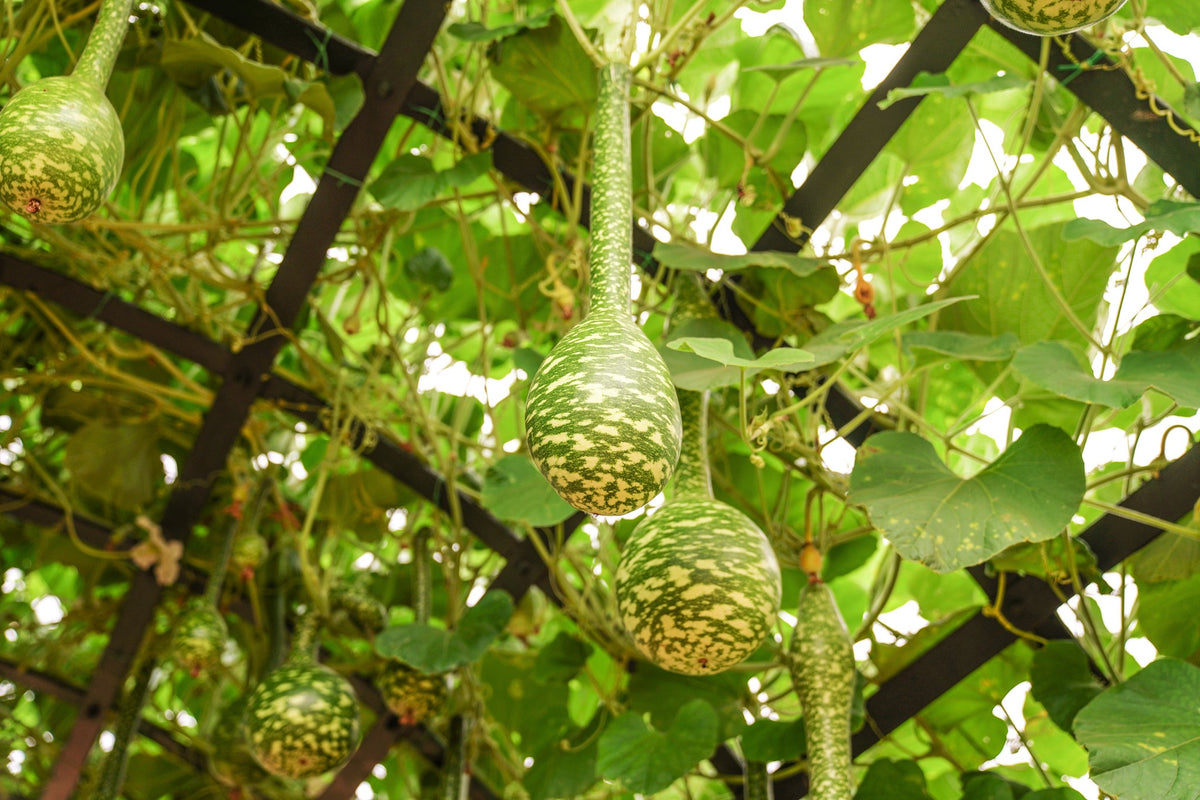 Speckled Swan Gourd Seeds | Lagenaria siceraria Ornamental Fall Craft ...