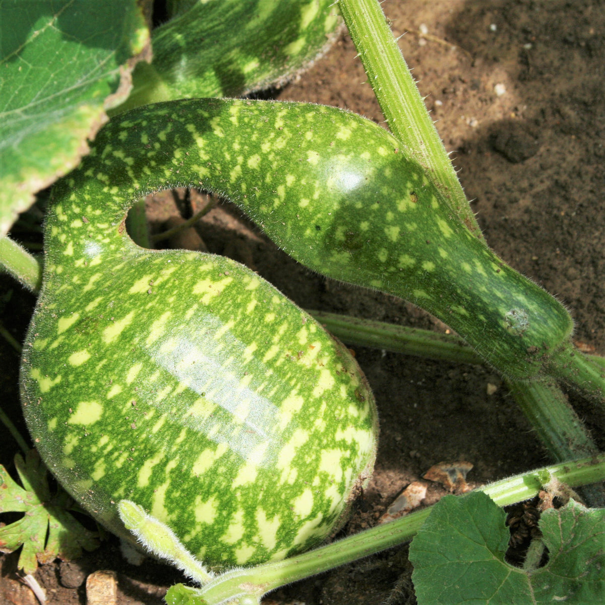 Speckled Swan Gourd Seeds | Lagenaria siceraria Ornamental Fall Craft ...