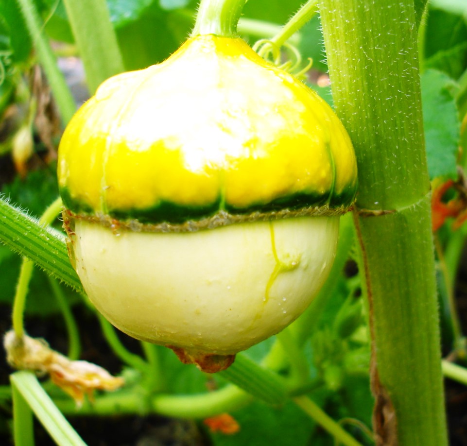 Mini Red Turban Ornamental Gourd Seeds - For 2025 Planting Elf Houses ...