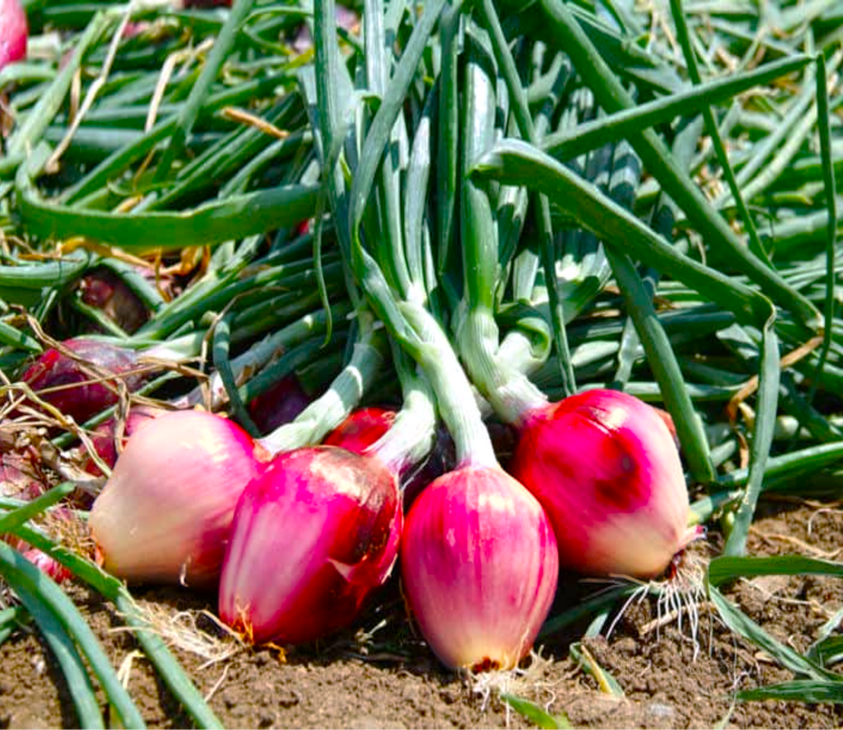 Red Torpedo Rossa Tropea Onion Seeds - For 2026 Planting Italian ...