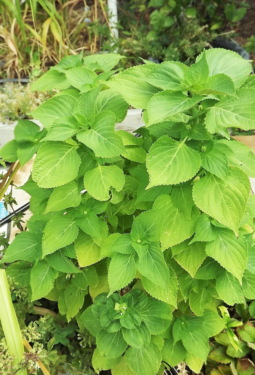 Green Perilla (Shiso) Seeds | Ao Jiso Beefsteak Leaf Purple Tia To ...