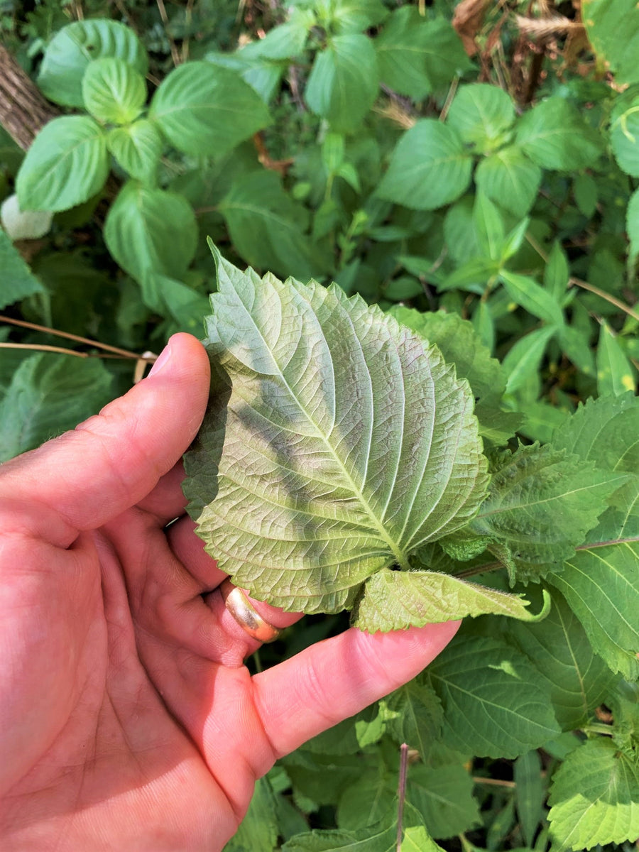 Korean Perilla (Shiso) Seeds | Kaennip Sesame Beefsteak Leaf Green ...