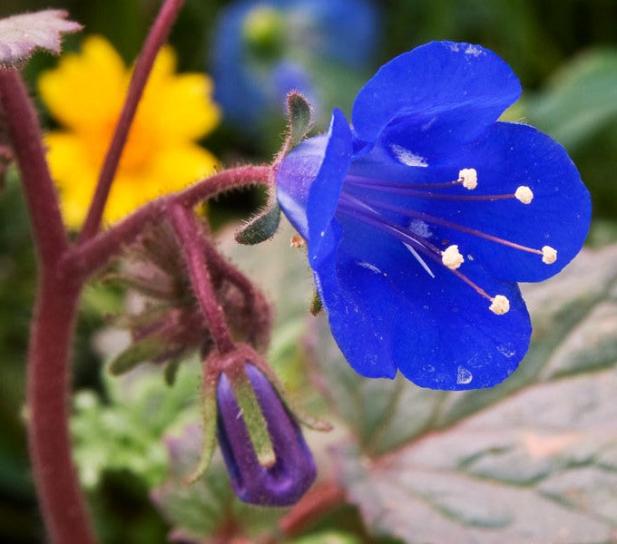 California Bluebell Seeds | Phacelia Campanularia Desert Blue Bell ...