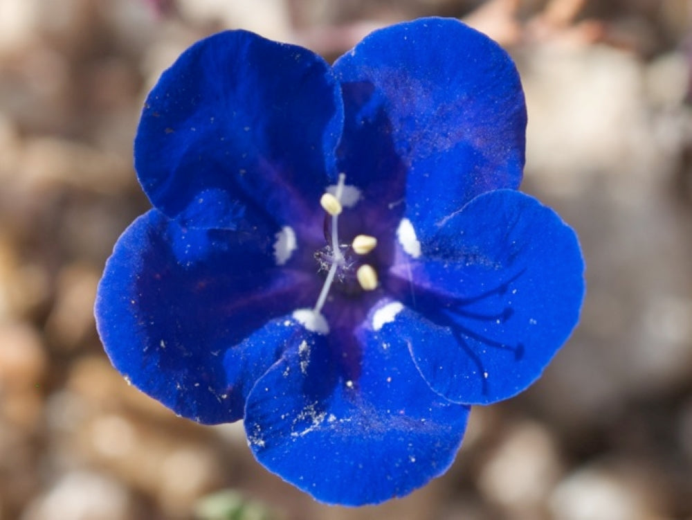 California Bluebell Seeds | Phacelia Campanularia Desert Blue Bell ...
