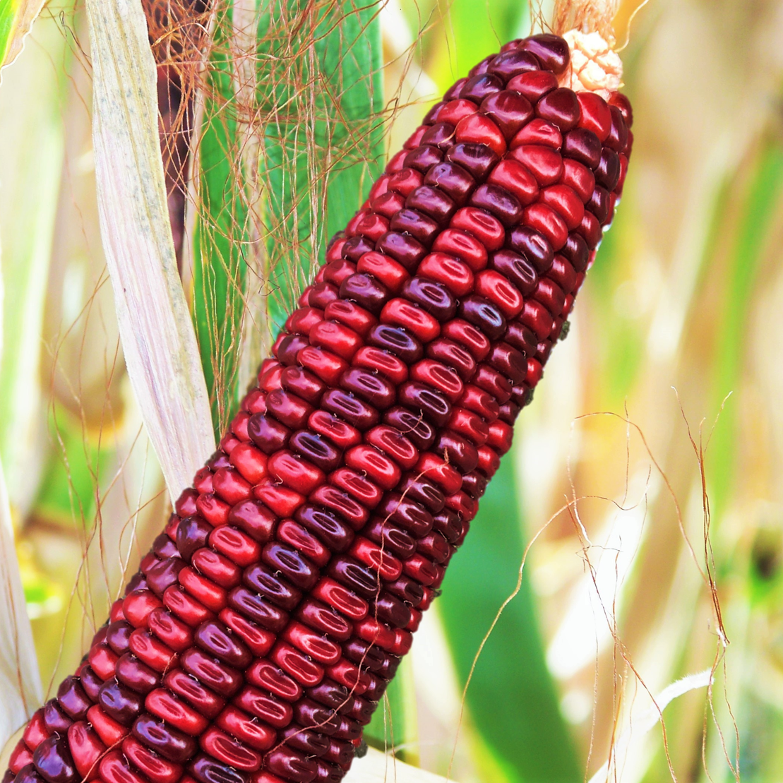 Bloody Butcher Red Ornamental Corn Seeds - For 2026 Planting Jimmy Red ...