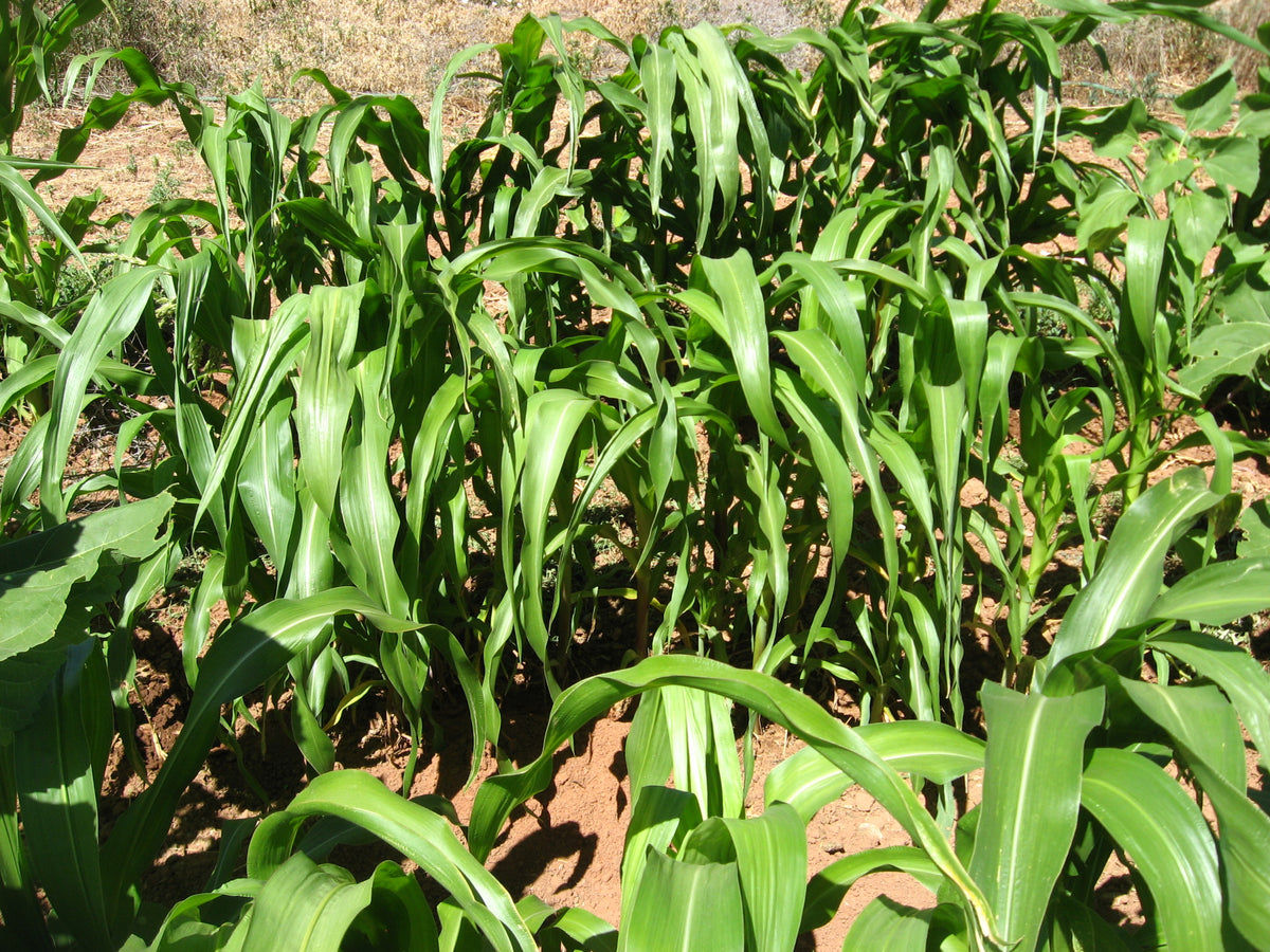 Dakota Black Popcorn Seeds | Popping Ornamental Maize Native American ...