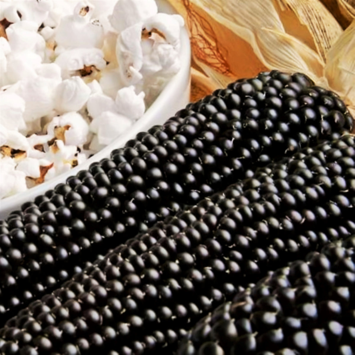 Dakota Black Popcorn Seeds | Popping Ornamental Maize Native American ...