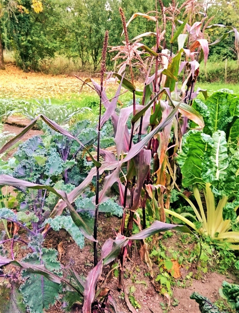 Double Red Sweet Corn Seeds - For 2025 Planting Purple Husk Bloody ...