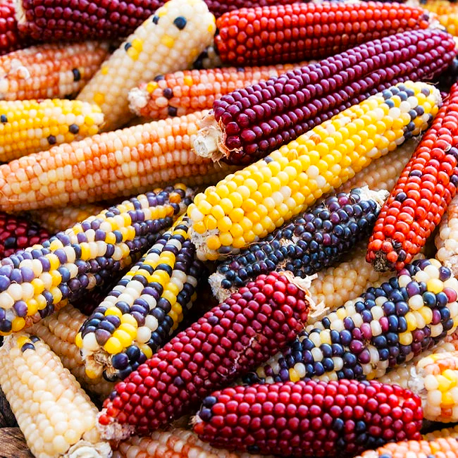 Firecracker Popcorn Ornamental Corn Seeds | Miniature Rainbow Red Stalk ...