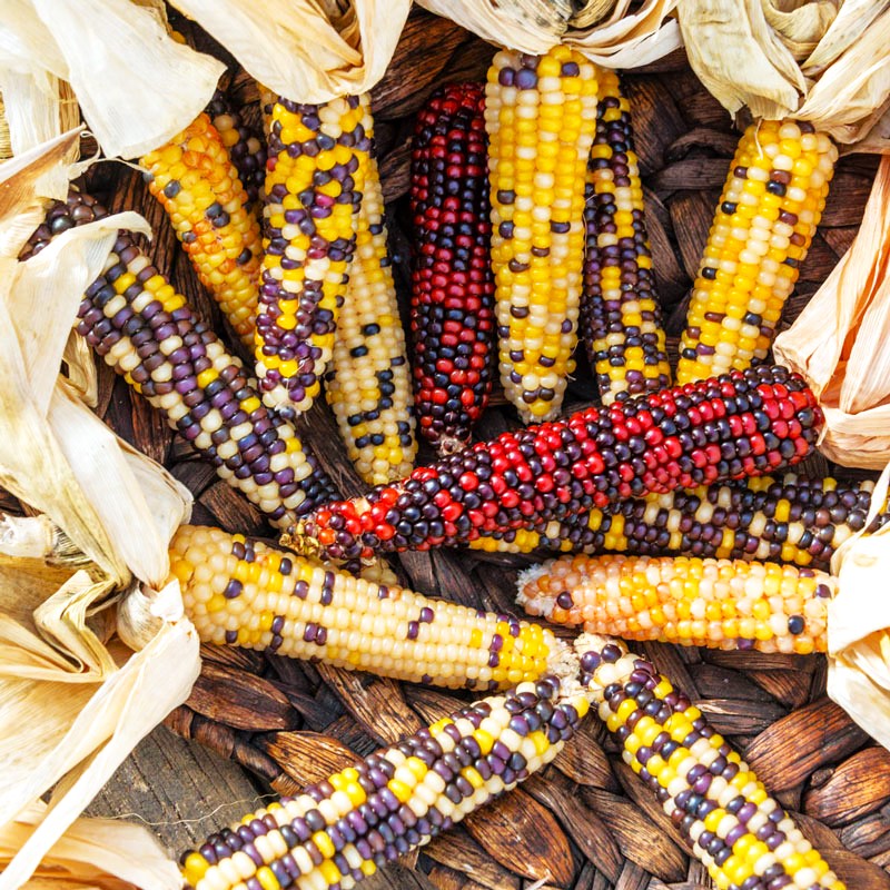 Firecracker Popcorn (Ornamental Corn) Seeds - For 2025 Planting ...