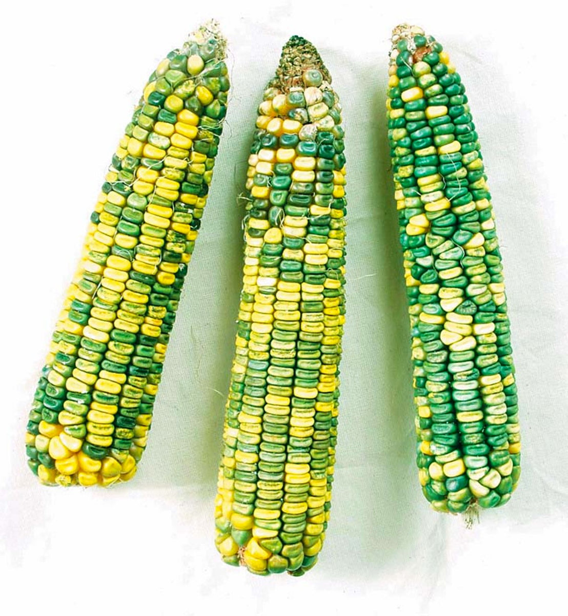 Green and Gold Dent Corn Seeds | Green Yellow Cornmeal Ornamental ...