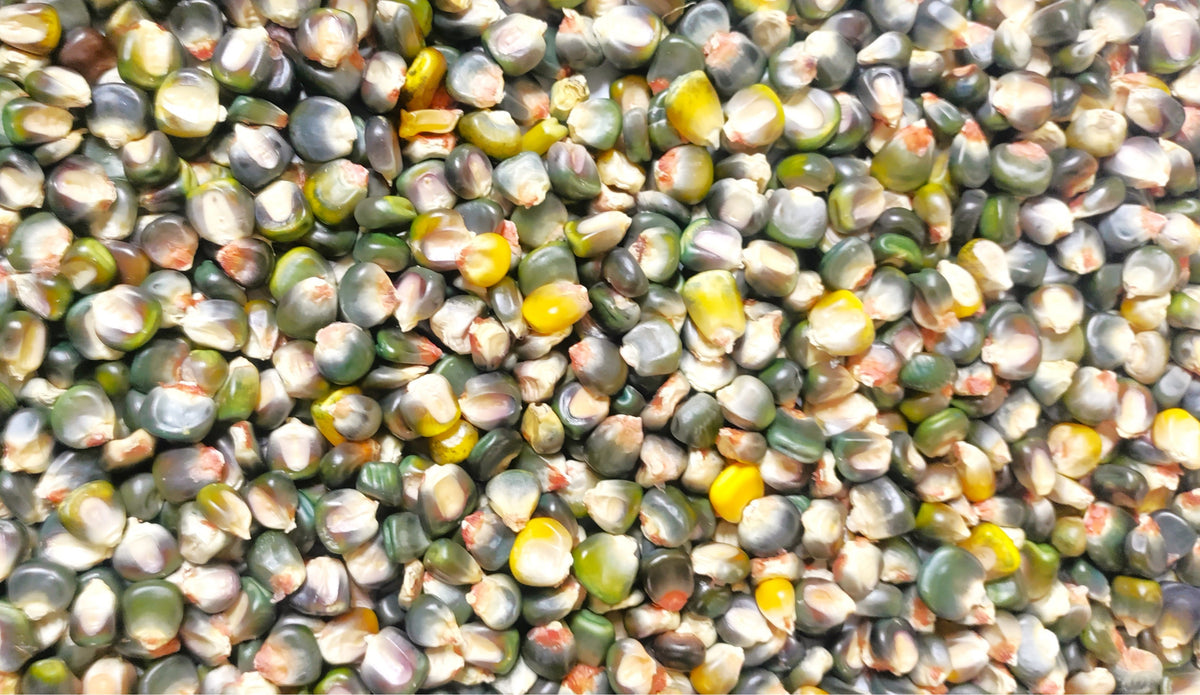Green and Gold Dent Corn Seeds | Green Yellow Cornmeal Ornamental ...
