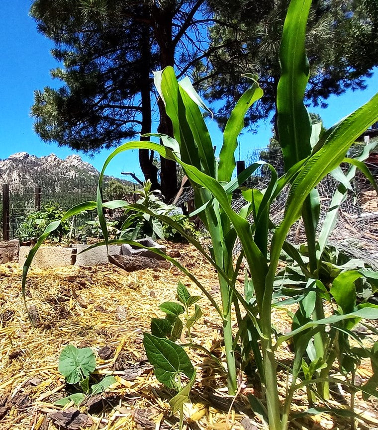 Blue Hopi Ornamental Corn Seeds - For 2025 Planting Ancient | TomorrowSeeds