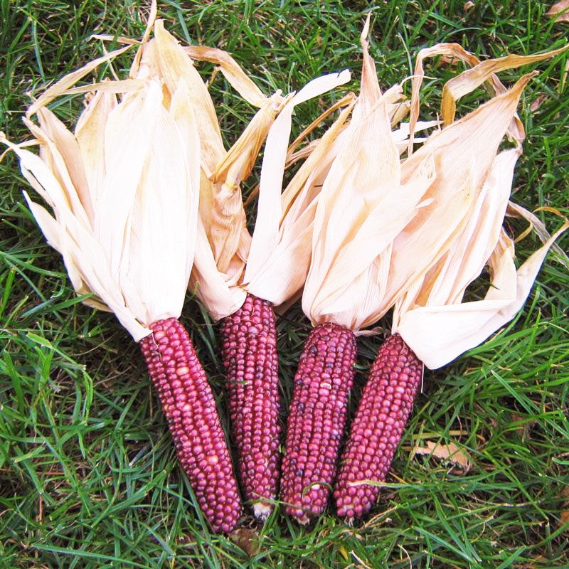 Neon Pink Popcorn Seeds | Barbiecore Mini Popping Corn Ornamental Early ...