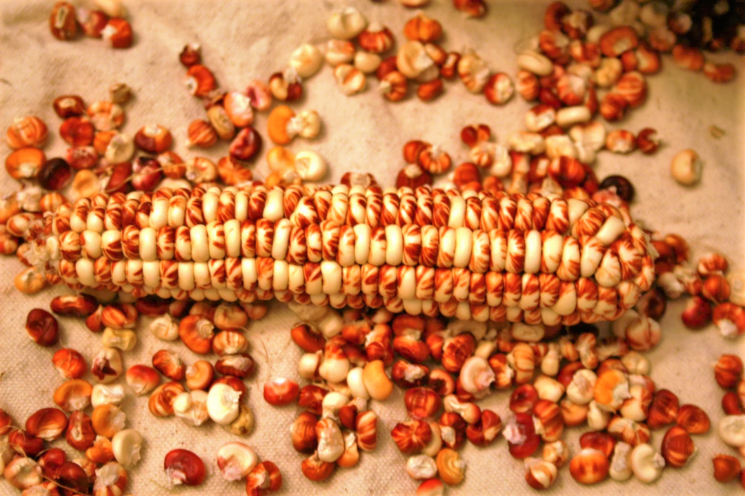 Starburst Manna Ornamental Corn Seeds | Red White Magic Painted ...