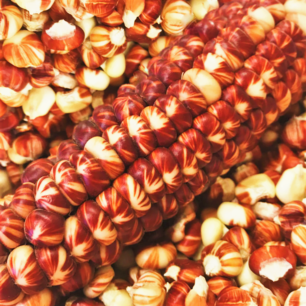 Starburst Manna Ornamental Corn Seeds | Red White Magic Painted ...