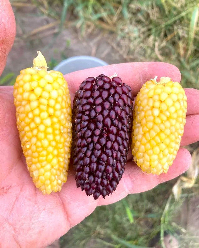 Rainbow Mix Strawberry Popcorn Seeds | Strawberry DeLite Mix Mini ...