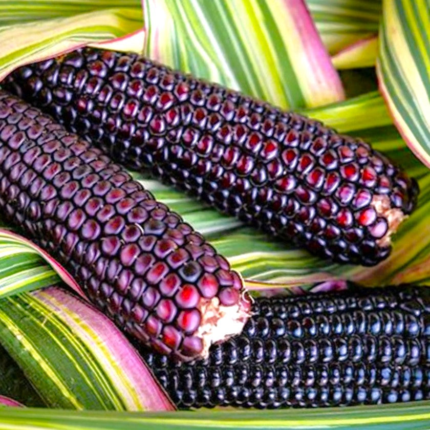 Striped Japonica Ornamental Corn Seeds - For 2025 Planting Rainbow ...