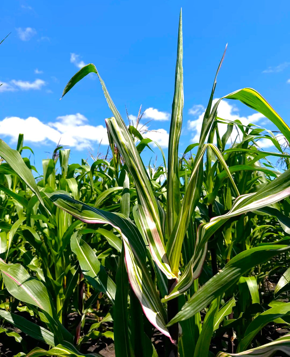 Striped Japonica Ornamental Corn Seeds - For 2025 Planting Rainbow ...