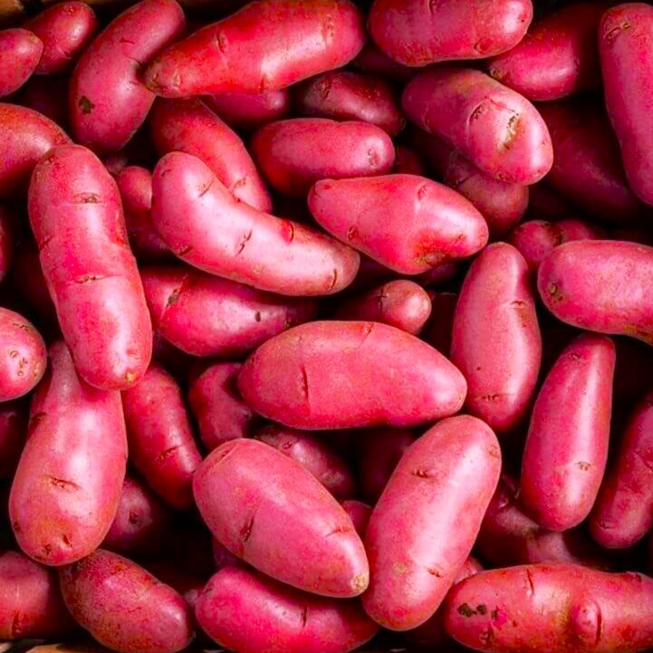 Red French Fingerling Seed Potatoes | Certified For Growers Organic Red ...