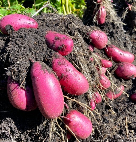 Red French Fingerling Seed Potatoes | Certified For Growers Organic Red ...