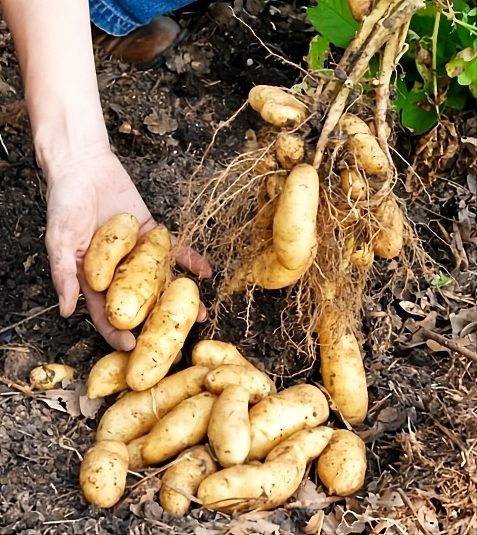 Banana Yellow Fingerling Seed Potatoes | Certified For Growers Organic ...
