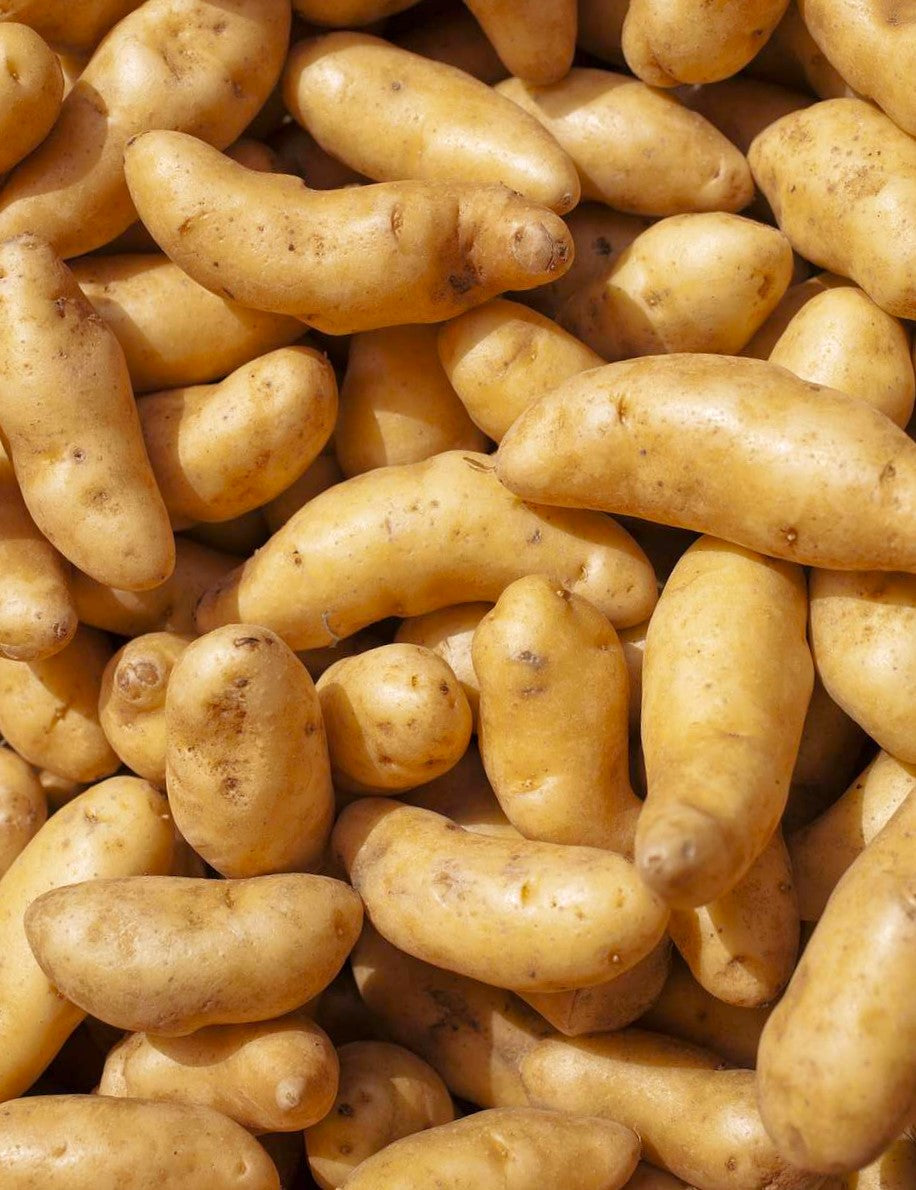 Banana Yellow Fingerling Seed Potatoes | Certified For Growers Organic ...