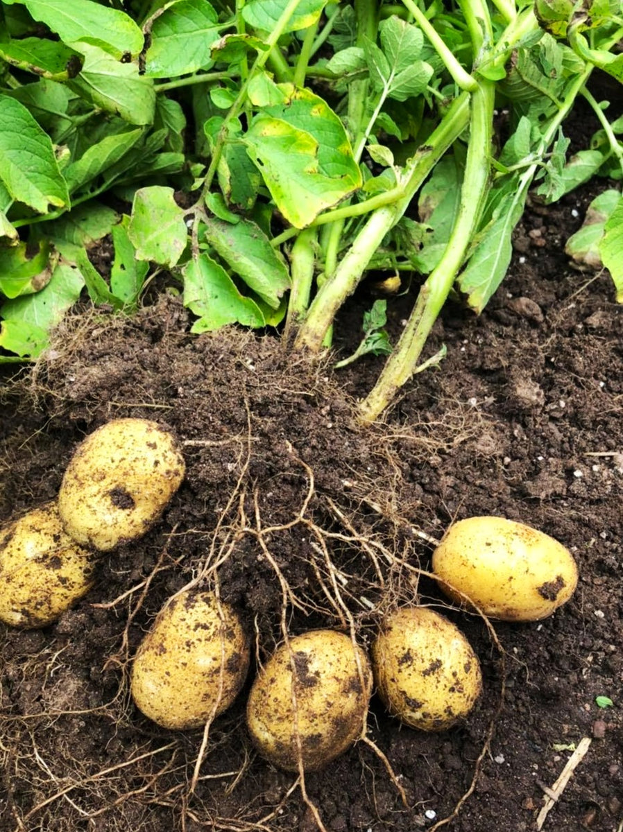 German Butterball Seed Potatoes | For 2025 Planting Certified For ...